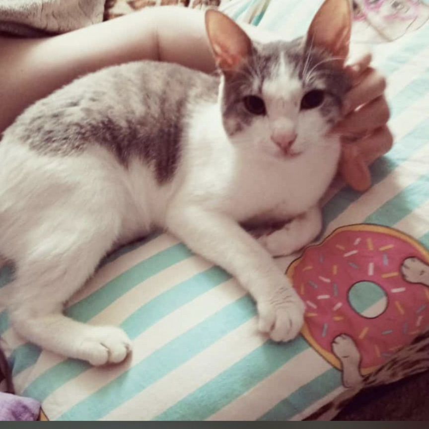 Потерялся котик Осиново