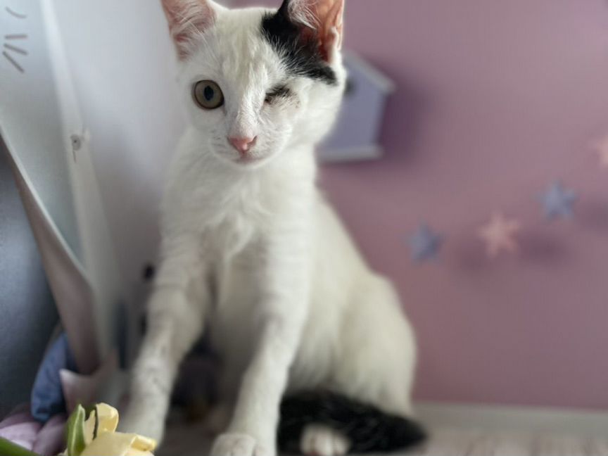Котенок без глаза