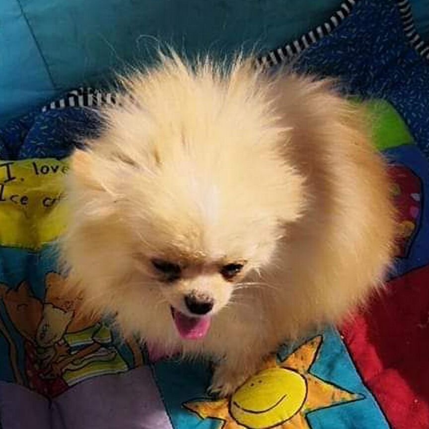 Шпиц девочка померашечка