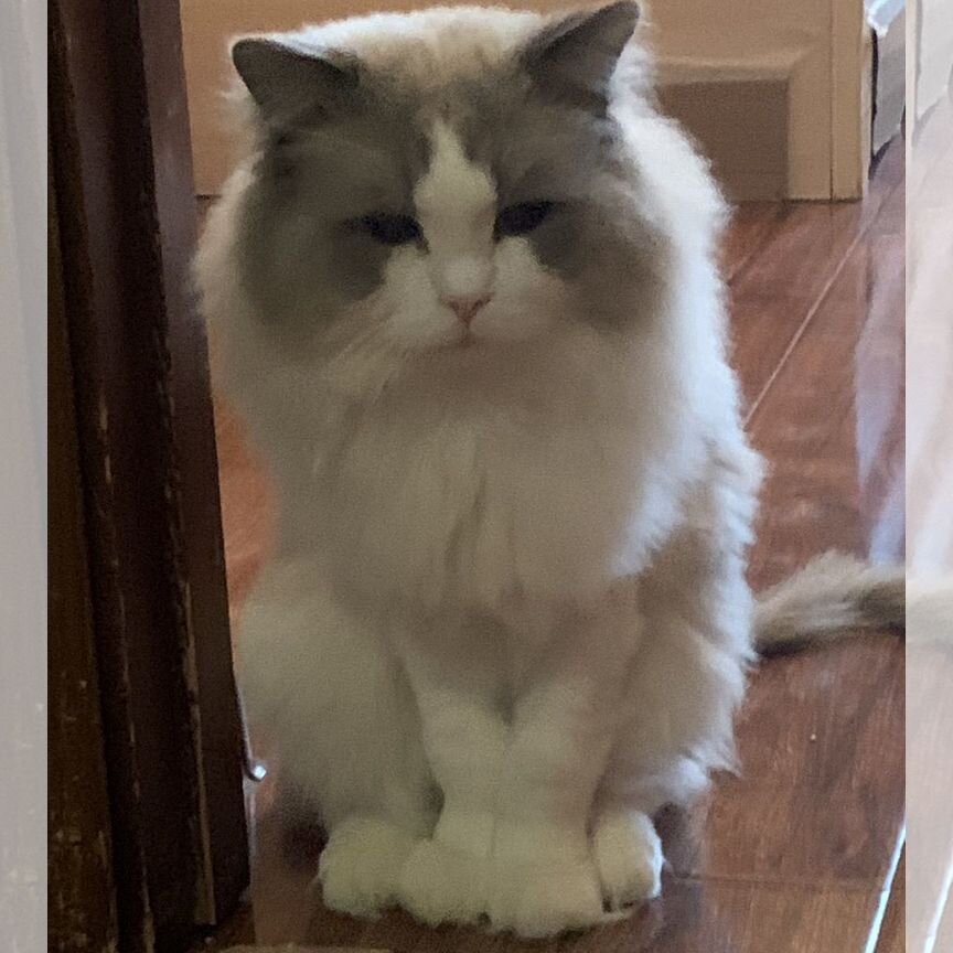 Кот Рэгдолл вязка