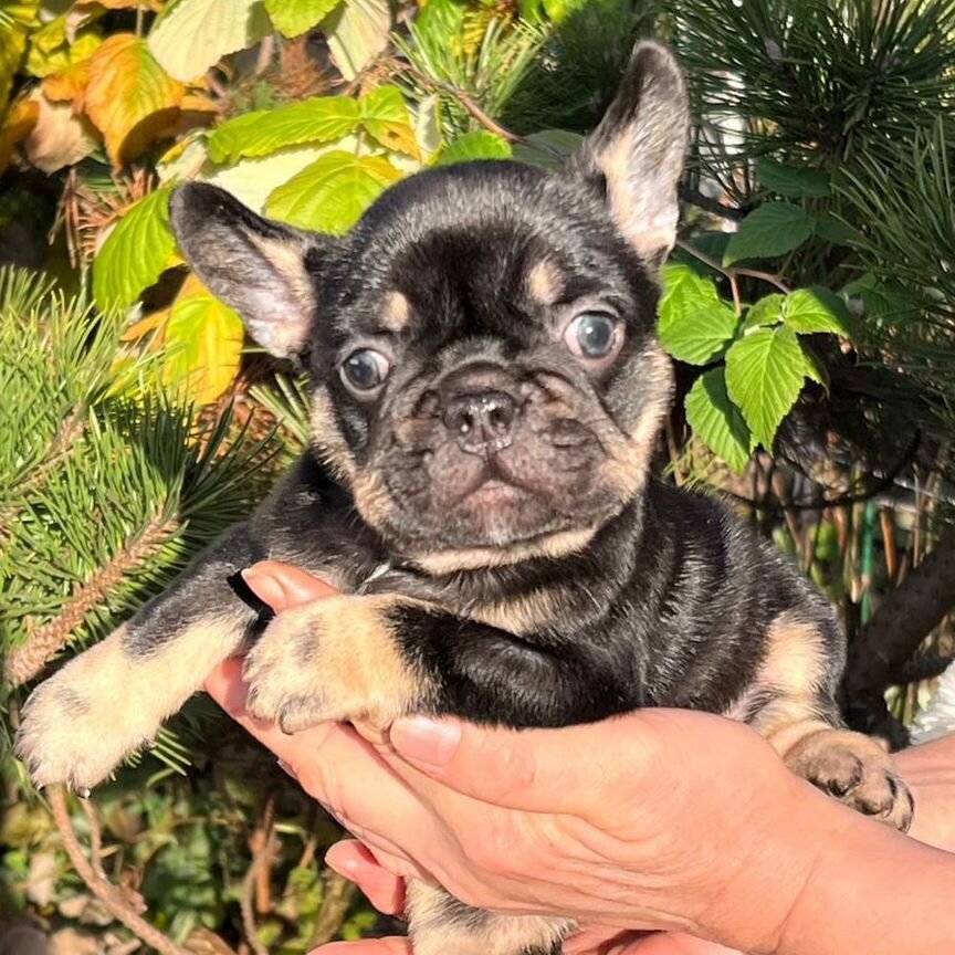 Французский бульдог