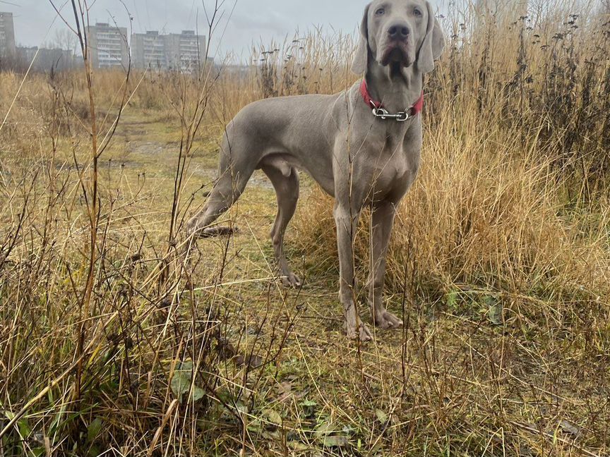 Случка собак