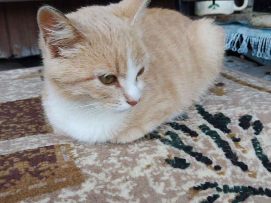 Кошки в добрые руки бесплатно