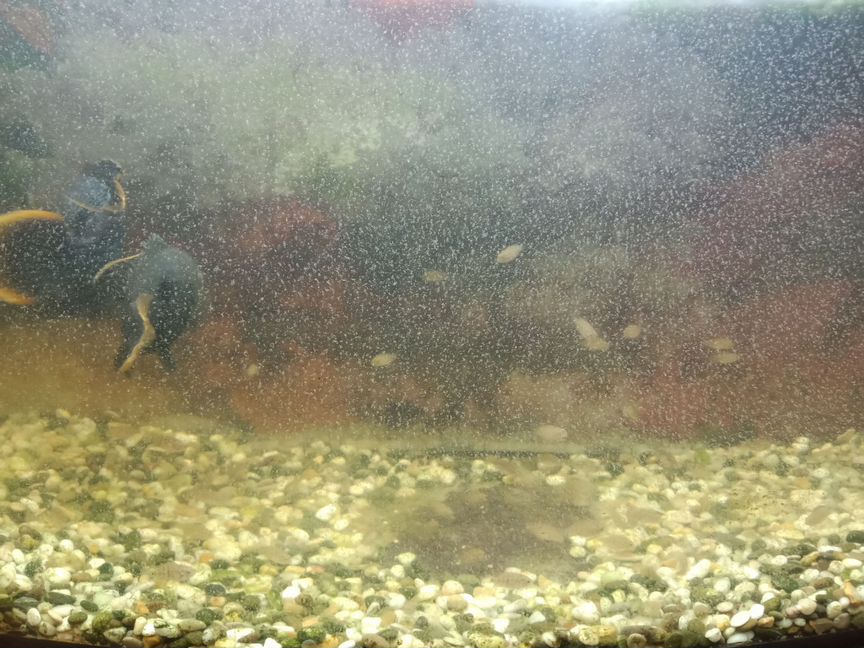 Продам мальков цихлид