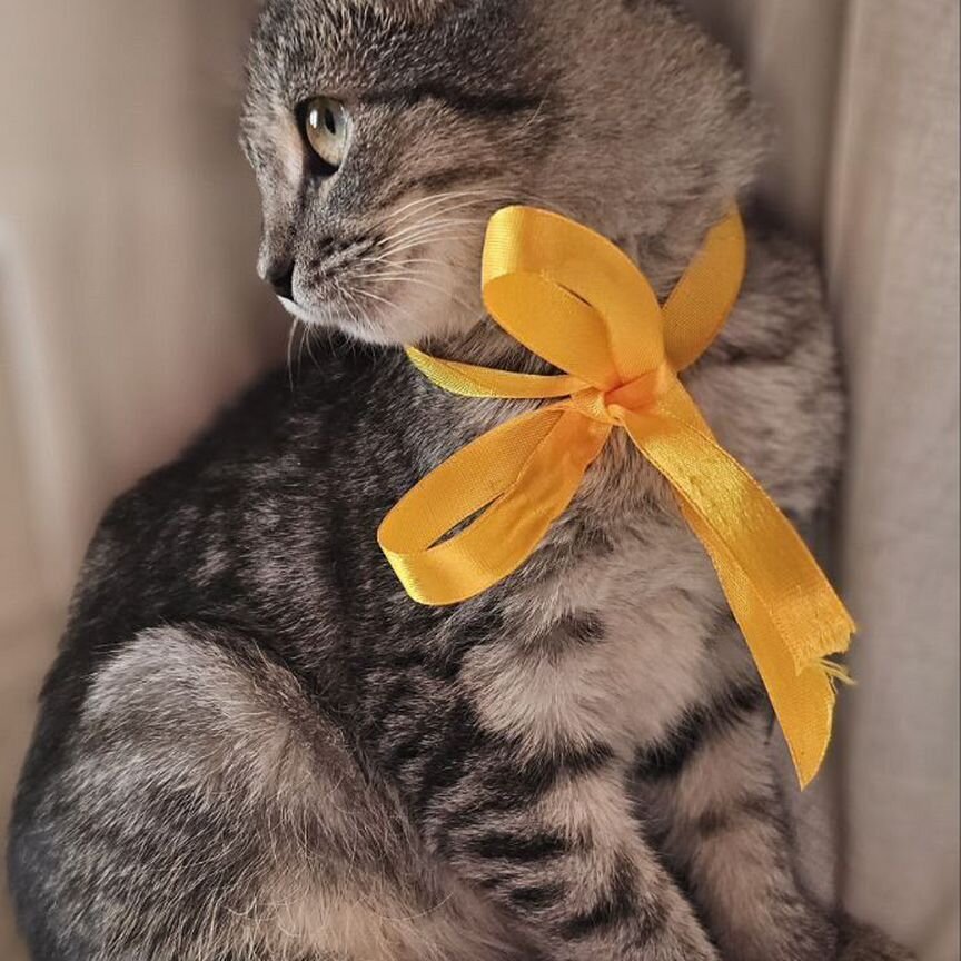Котенок спасся от голодной смерти