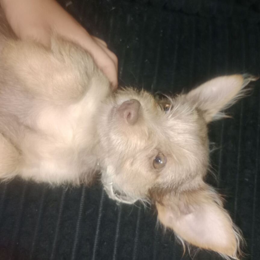 Кутенок помесь