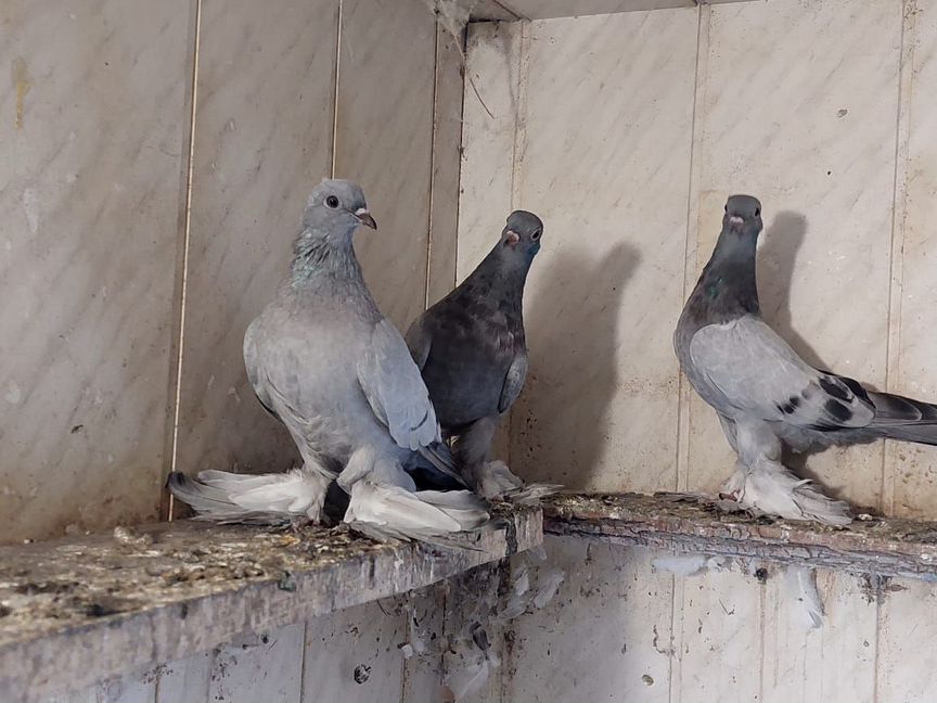 Продам Голуби Касаны