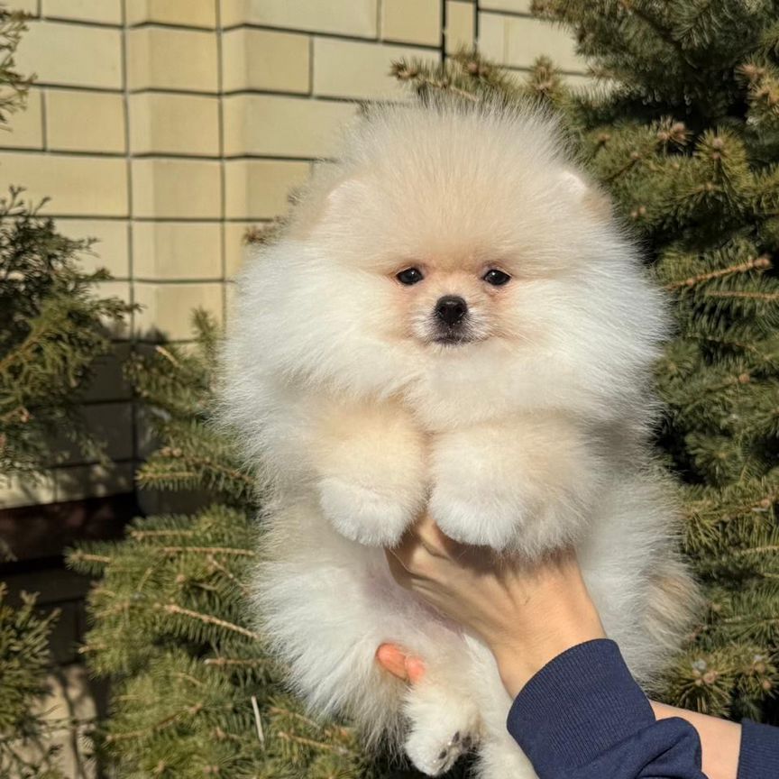 Щенки померанского шпица