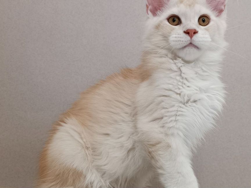 Котенок Мейн-Кун полидакт красное серебро