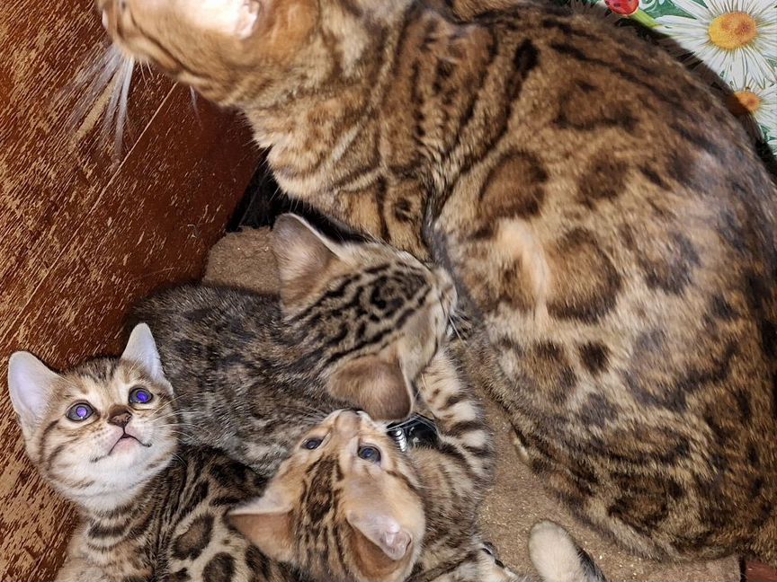 Бенгальские котята