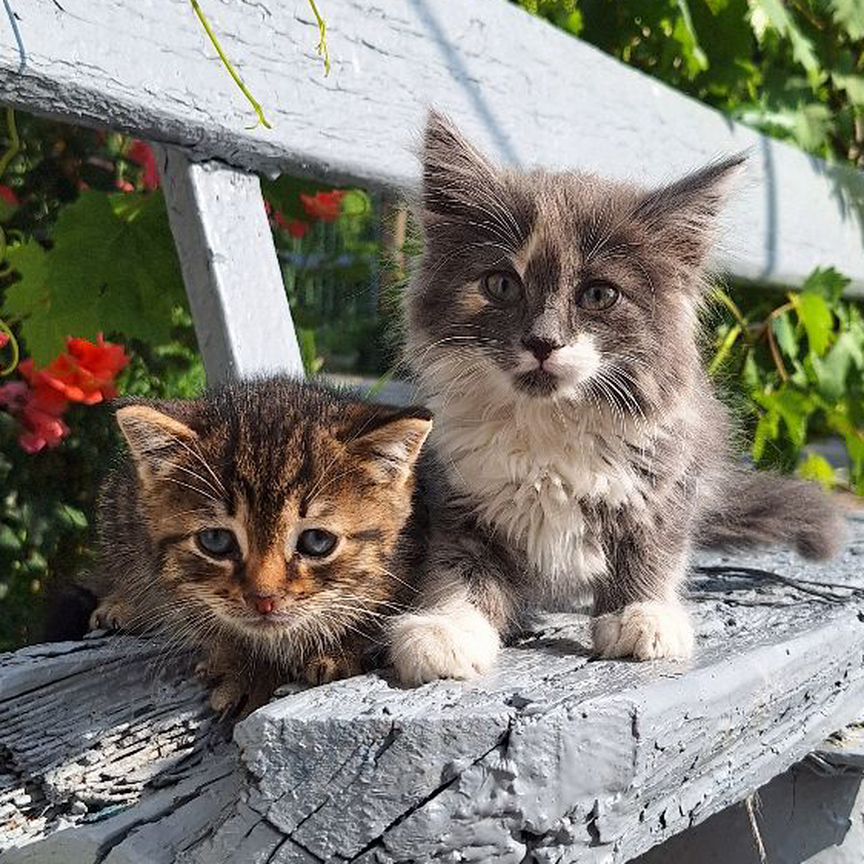 Котята