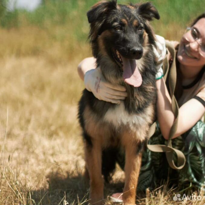 Собака друг ищет своего человека