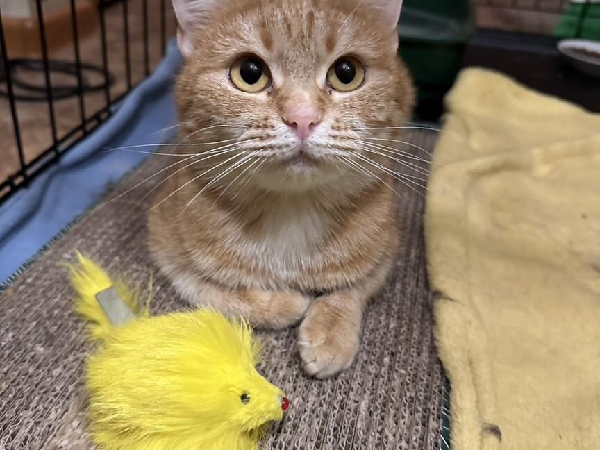 Рыжулька в дар