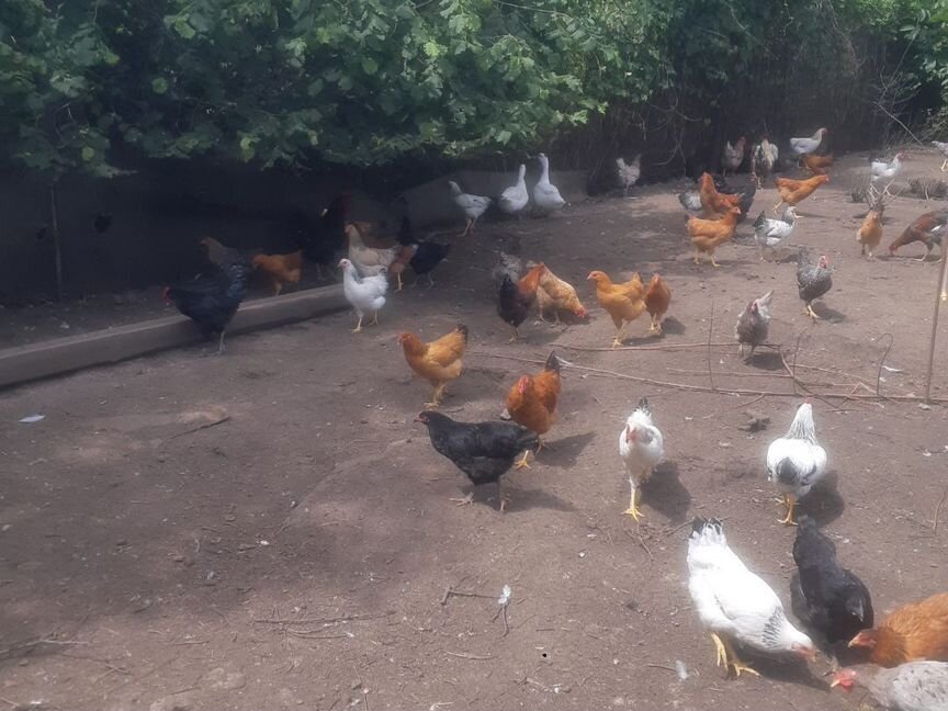 Утки и курочки молодые