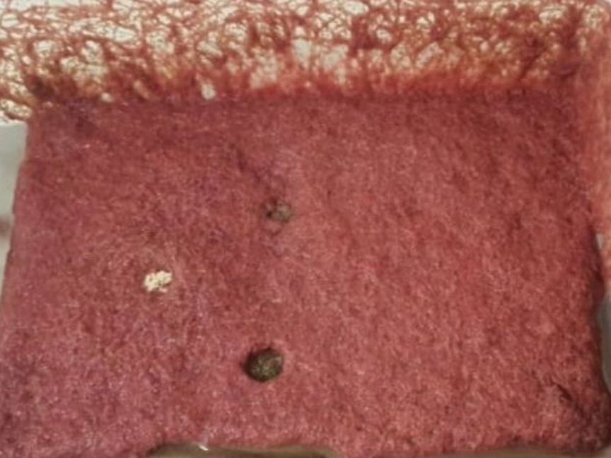 Трубочник изя