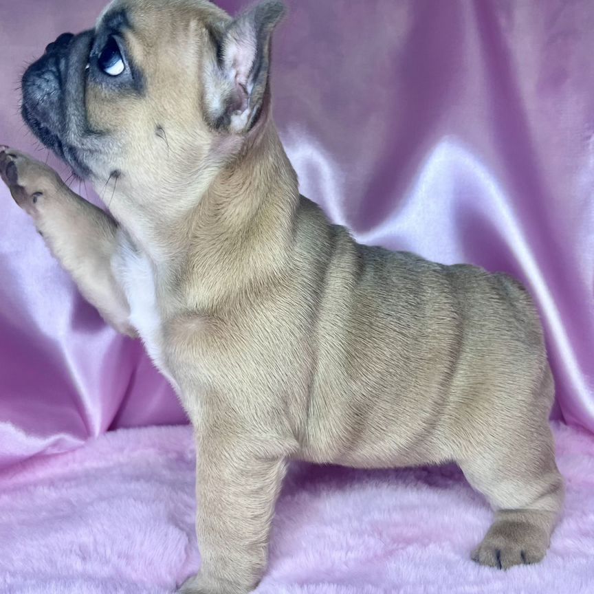 Французский бульдог, щенок