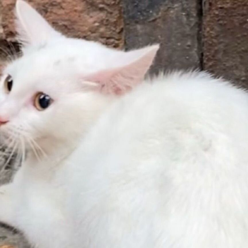 Белые котята погибают на улице