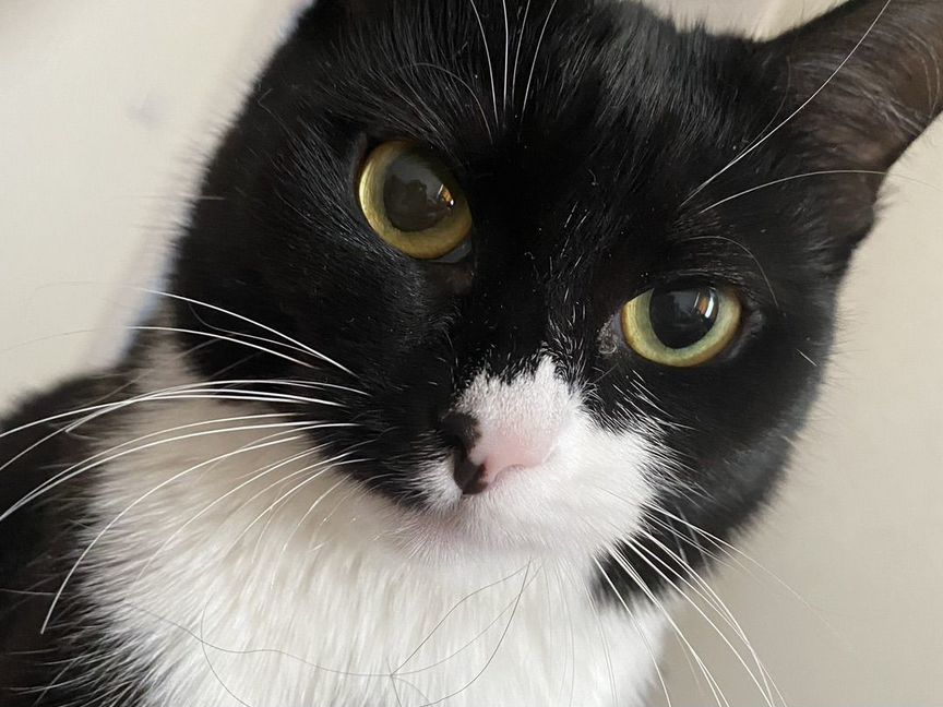 Кошка в дар