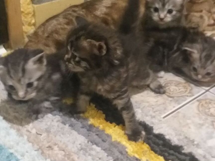 Котята