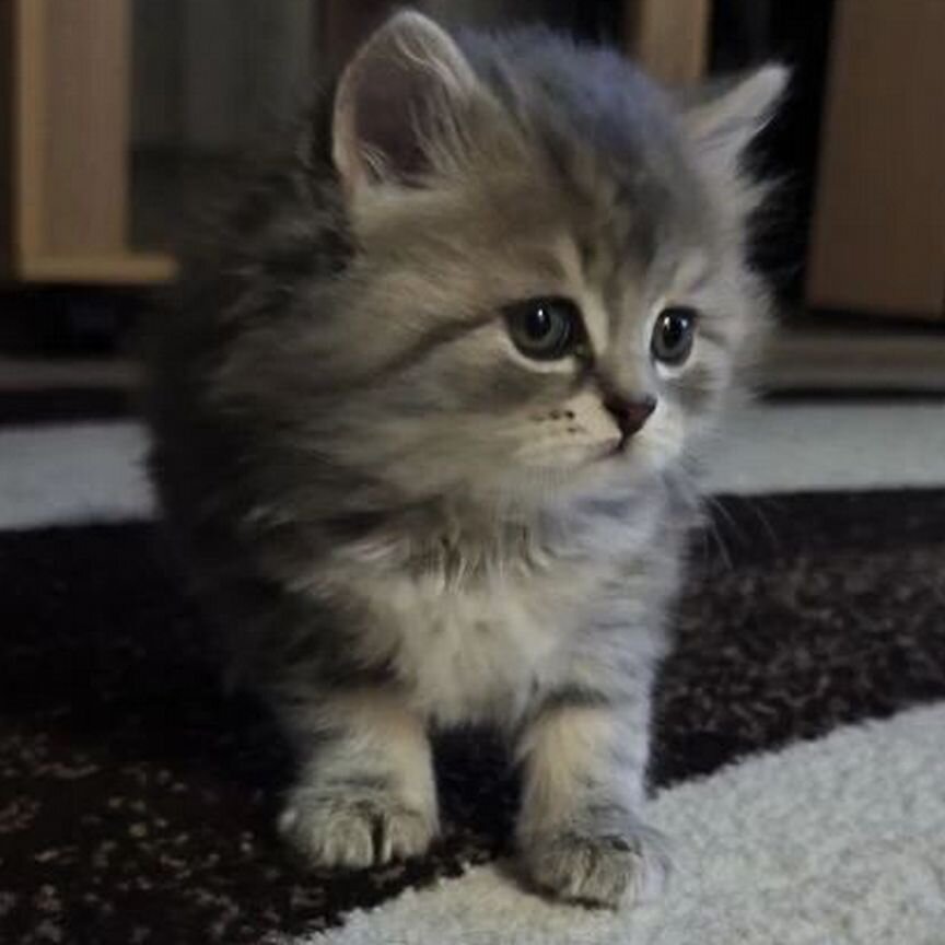 Шотландский прямоухий длинношёрстный котёнок