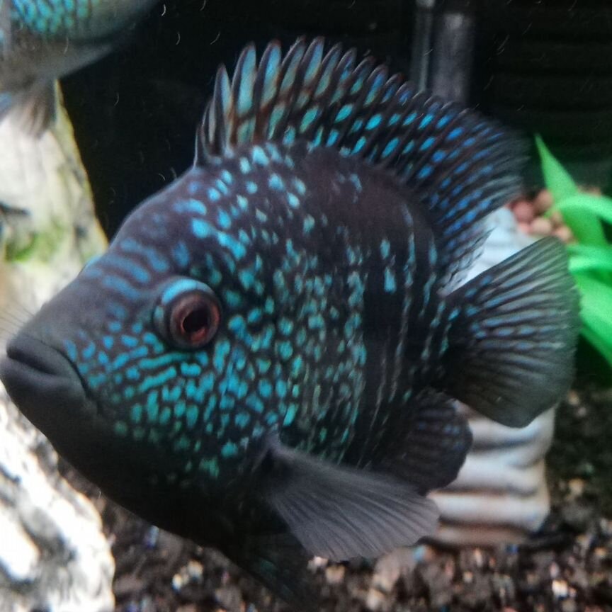 Бриллиантовая цихлозома