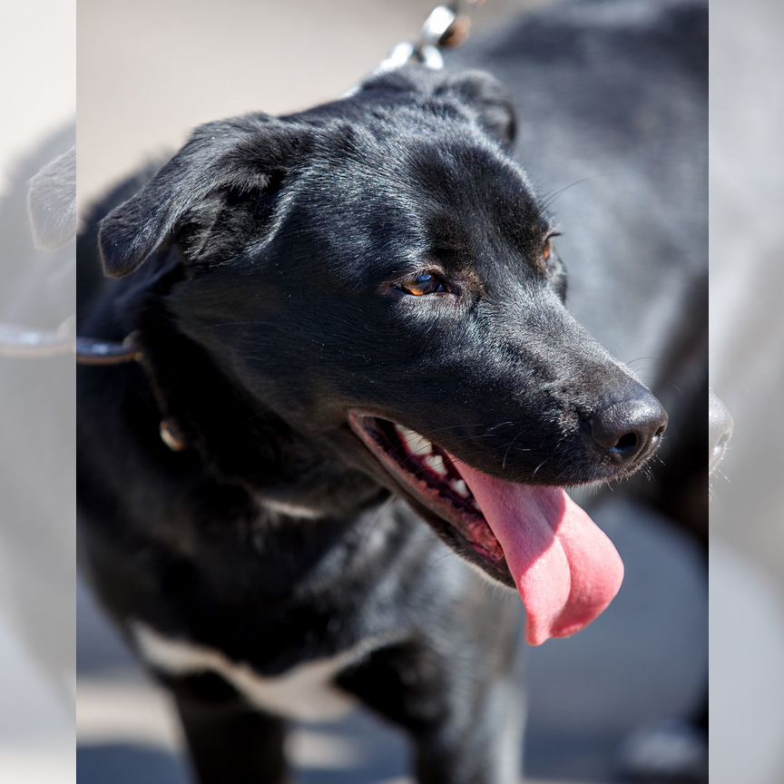 Девочка, 9 месяцев, стериализована