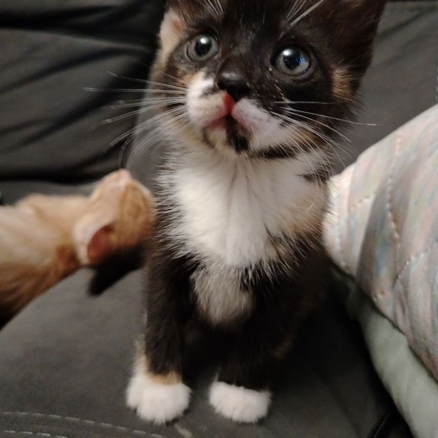 Игривый ласковый котенок девочка в добрые руки