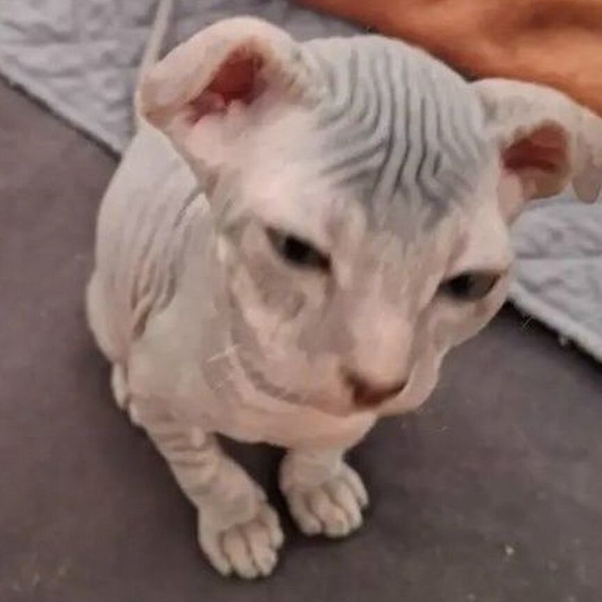 Донской сфинкс котёнок