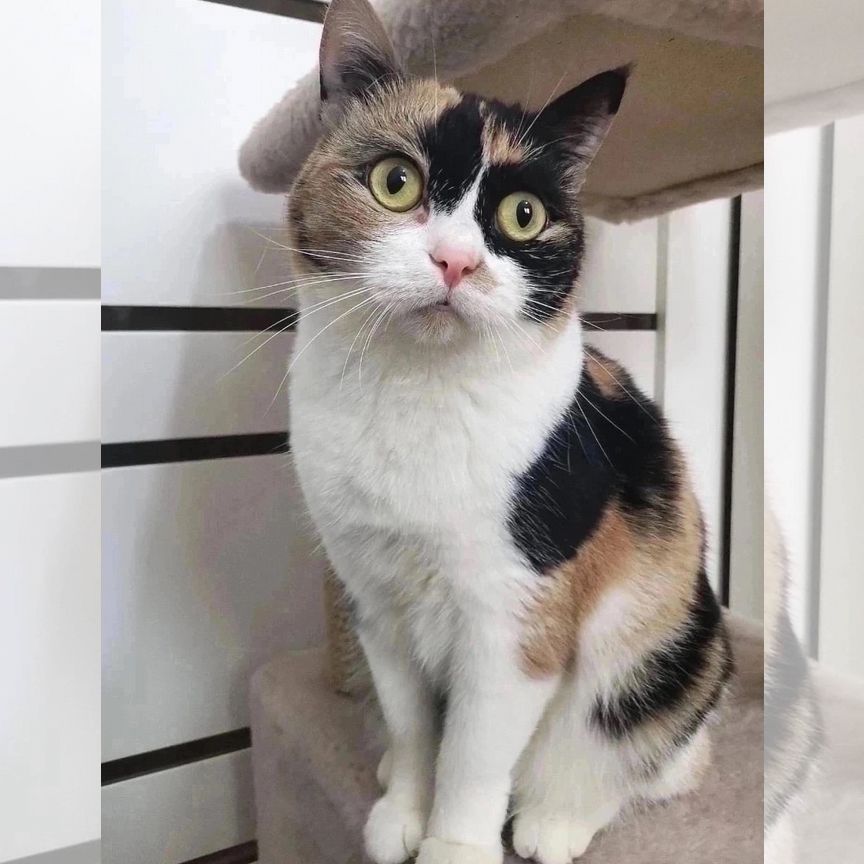 Взрослая, Девочка кошка в добрые руки