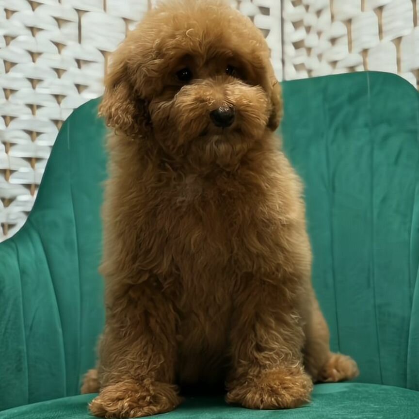 Лабрадудль, щенок