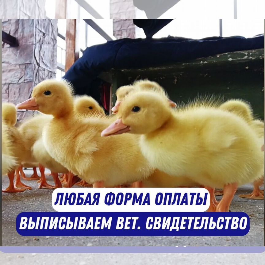Утята оптом от 50 штук доставка бесплатная