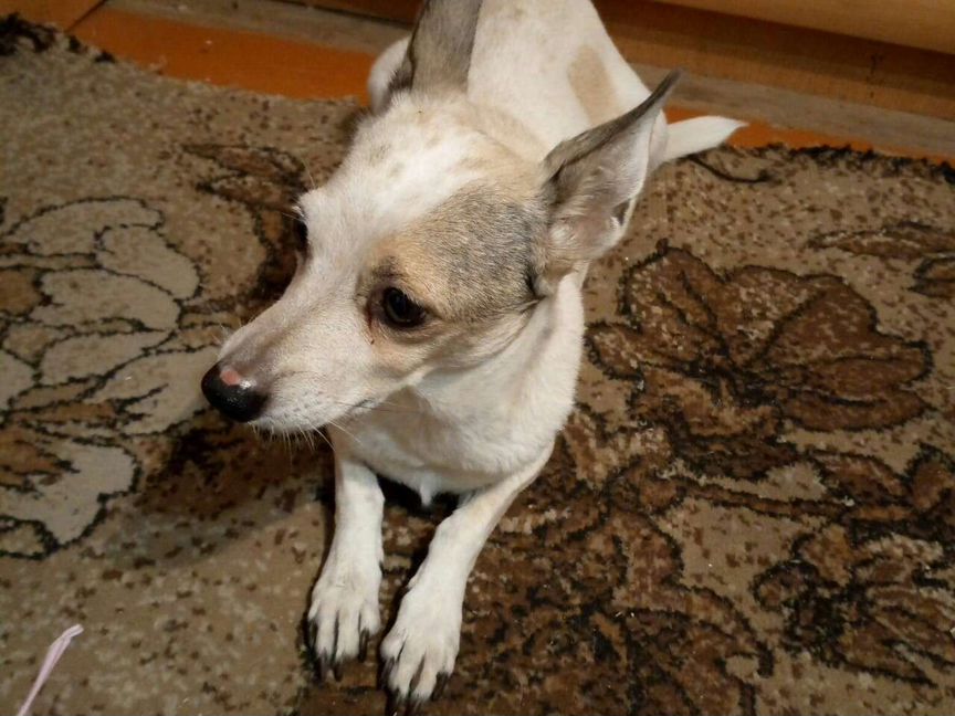 Щенки бесплатно в добрые руки