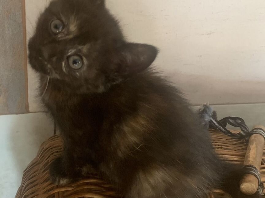 Котёнок-чертёнок Маленькое нежное чудо