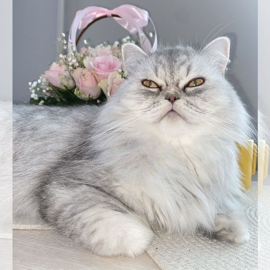 Британская длинношёрстная кошка, взрослая