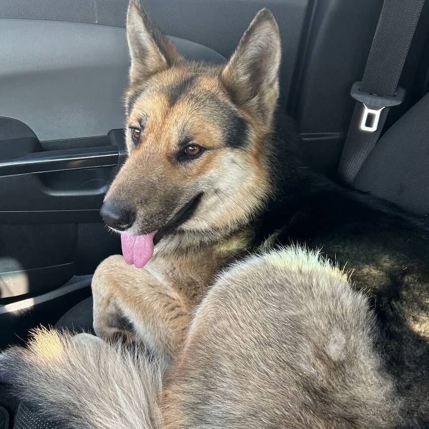 Взрослый пёс в добрые руки