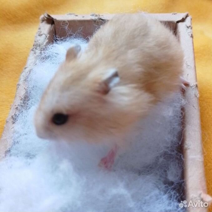 Отдаю хомяков (джунгарики)