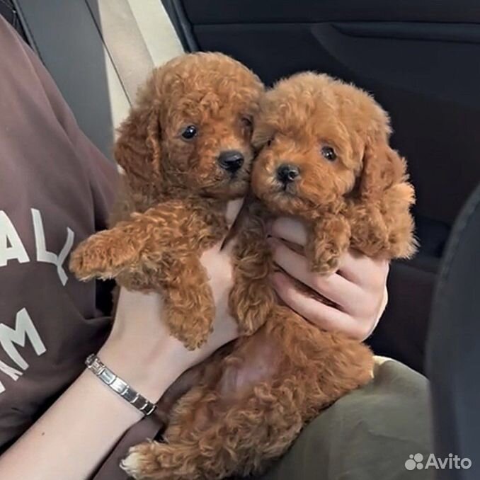 Щенки той-пудель мальчик mini baby face