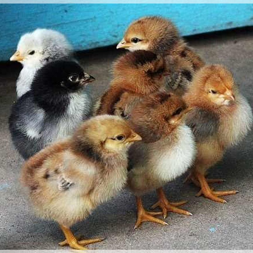 Цыплята несушки