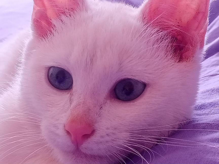 Кошка альбиноска