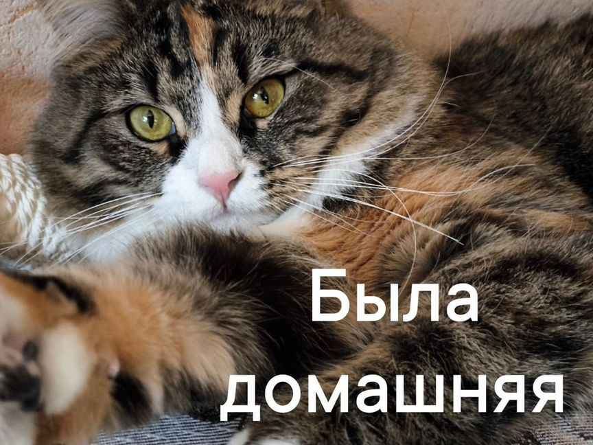 Сайке очень нужен дом