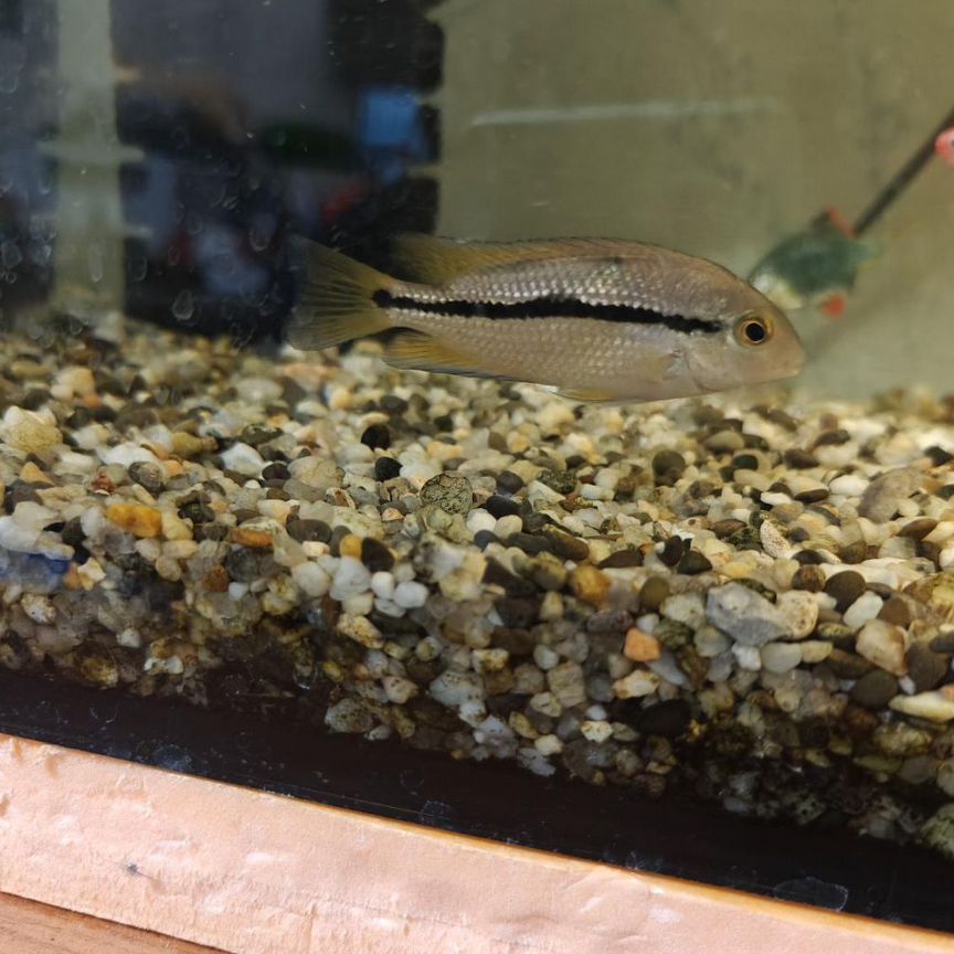 Обменяю цихлазому никагуранскую