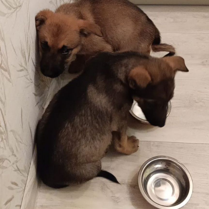Щенок в добрые руки
