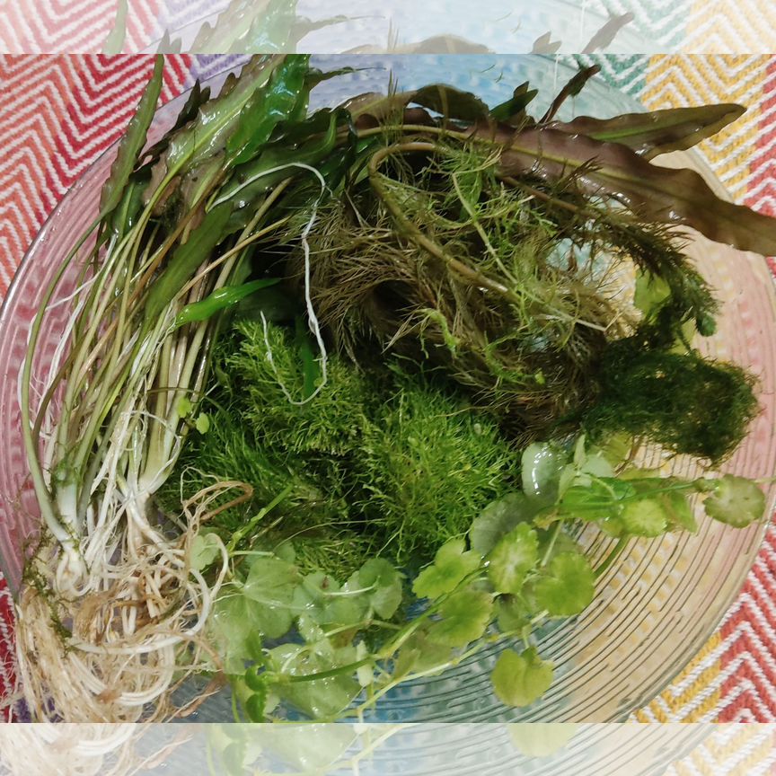 Аквариумные растения ричия,криптокарина,мох