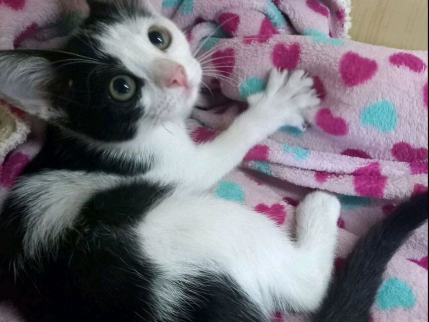 Кошка котёнок