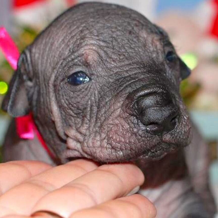 Ксолоитцкуинтли - новогоднее чудо