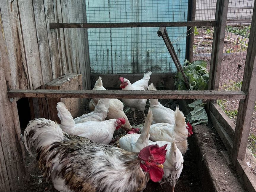 Куры несушки