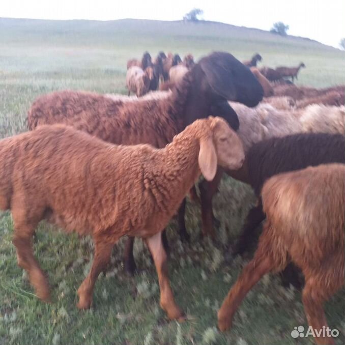 Баранчики на племя