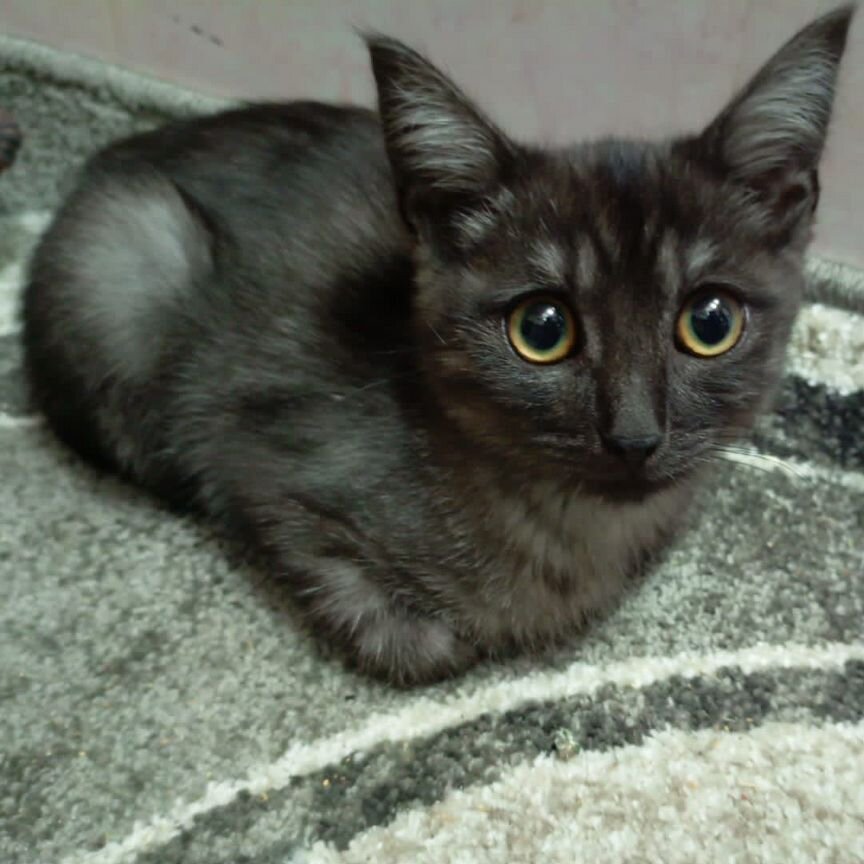 Котенок Тимоша