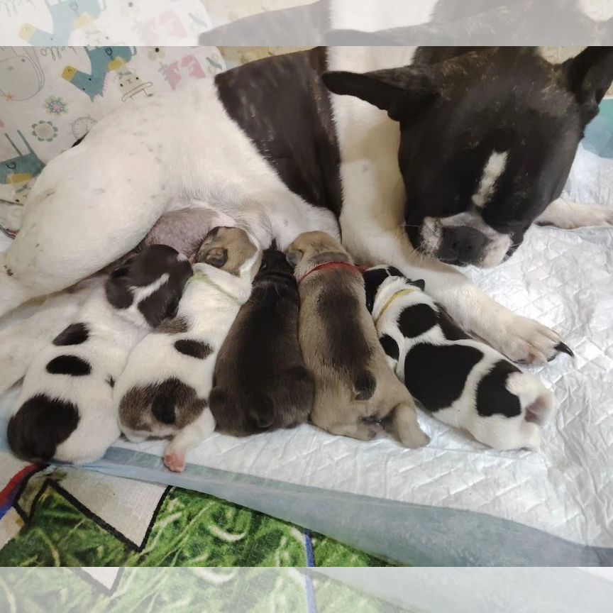 Французский бульдог, щенок