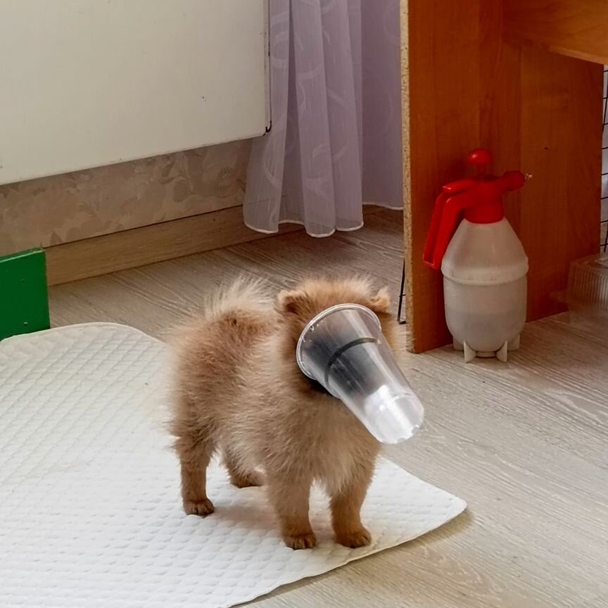 Щенок шпиц